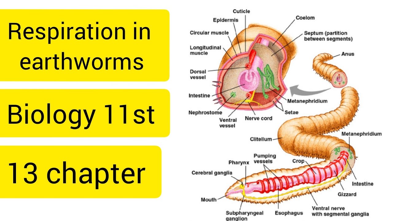 respiration in earthworm @Vlogsworld10Mview #trending #lecturesonline # ...