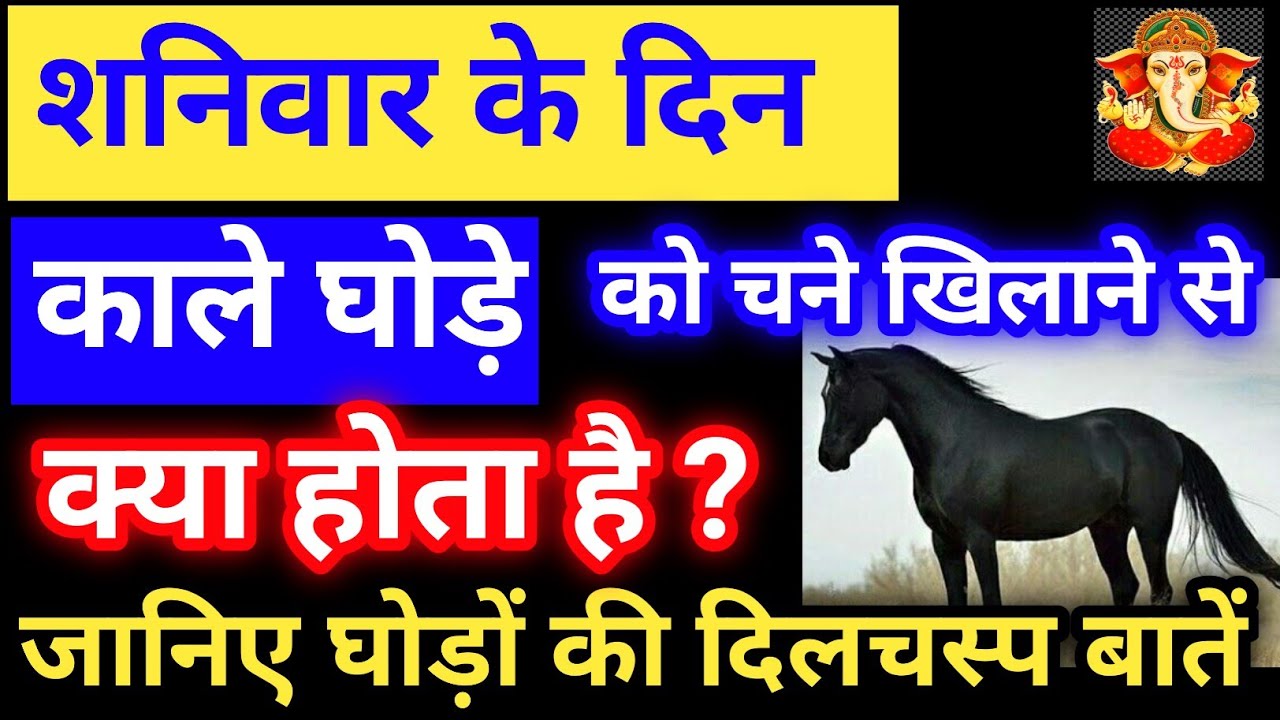 शनिवार के दिन काले घोड़े को चने खिलाने से क्या होता है|Shaniwar kale ...