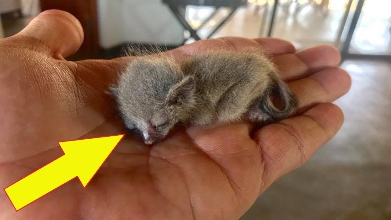 After A Guy Heard Something Drop Onto His Couch, He Found A Tiny Baby ...