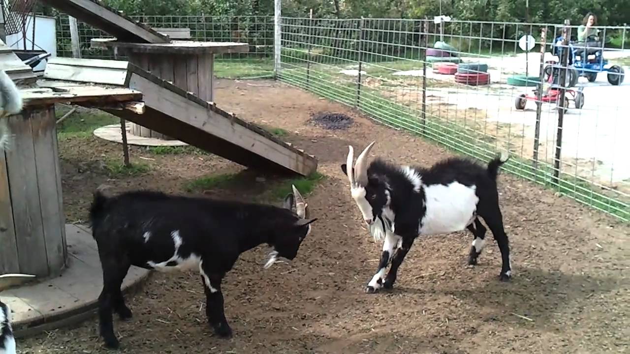 ultimate goat fighting championship Apple Holler - YouTube