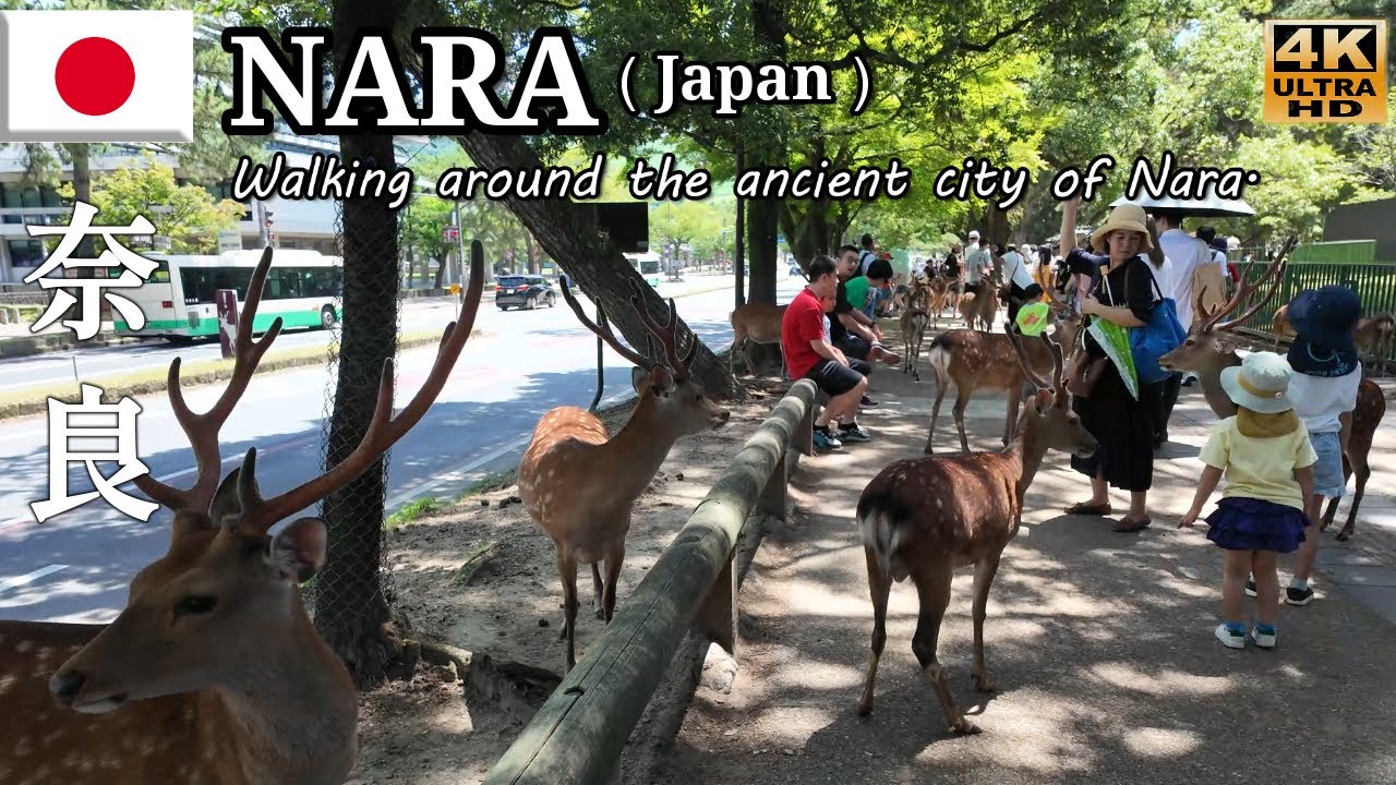Nara Japan 】Walk through Nara, a beautiful ancient city with 1,300 ...