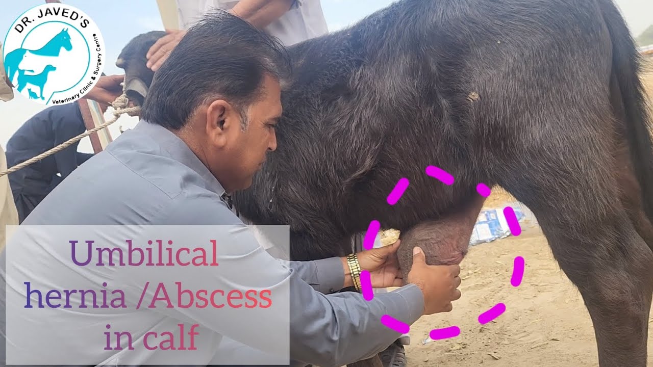 Umbilical hernia /Novel abscess in calf#cattledisease #calf #animal ...