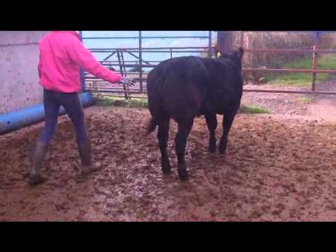 Hunters Hall Limousin Bulls and Heifers