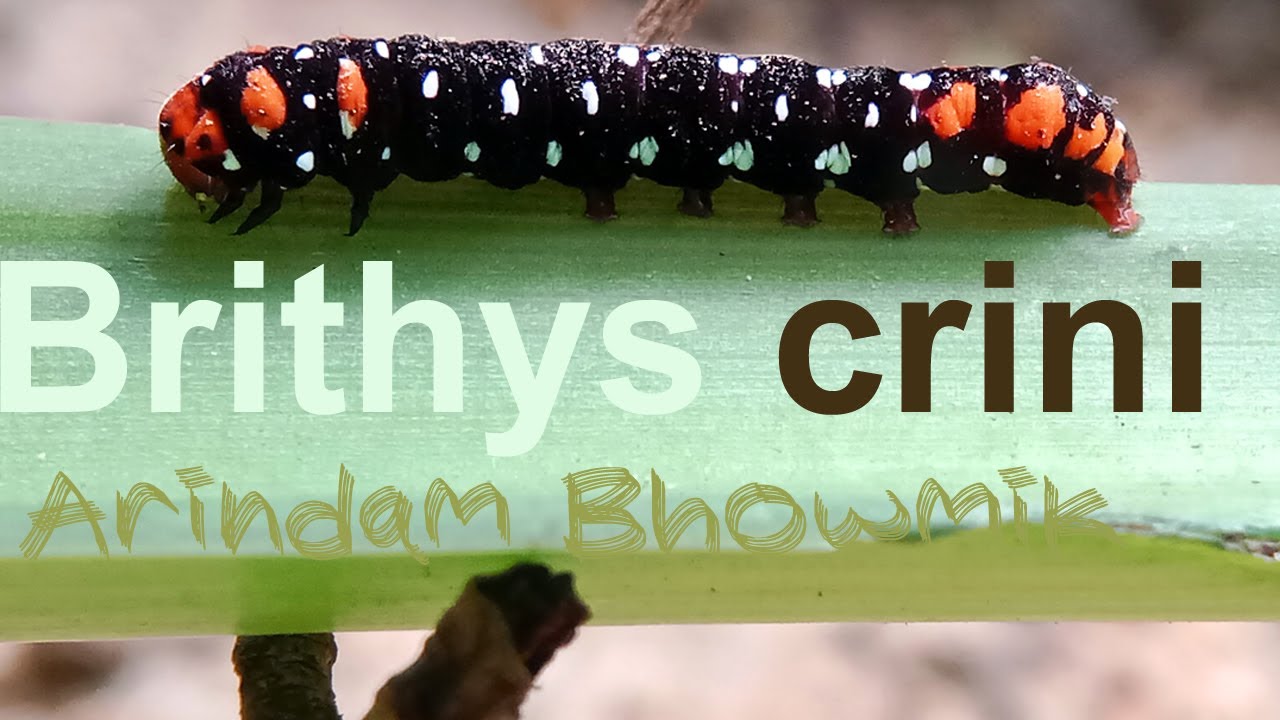 Brithys crini - YouTube