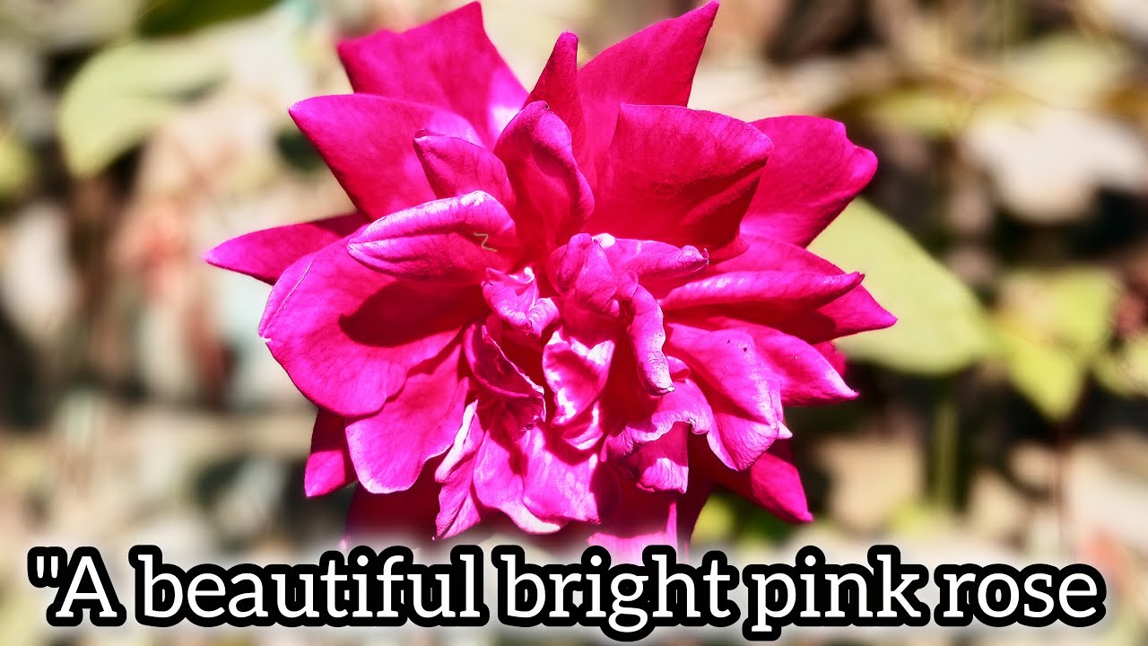 "A bright pink rose in full bloom, shining beautifully in the sunlight ...