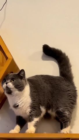 Bsh kucing import lucu - YouTube