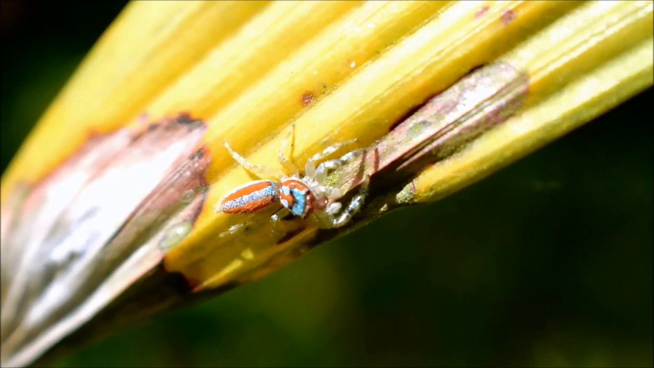 Adorable Blue and Red Jumping Spider - YouTube