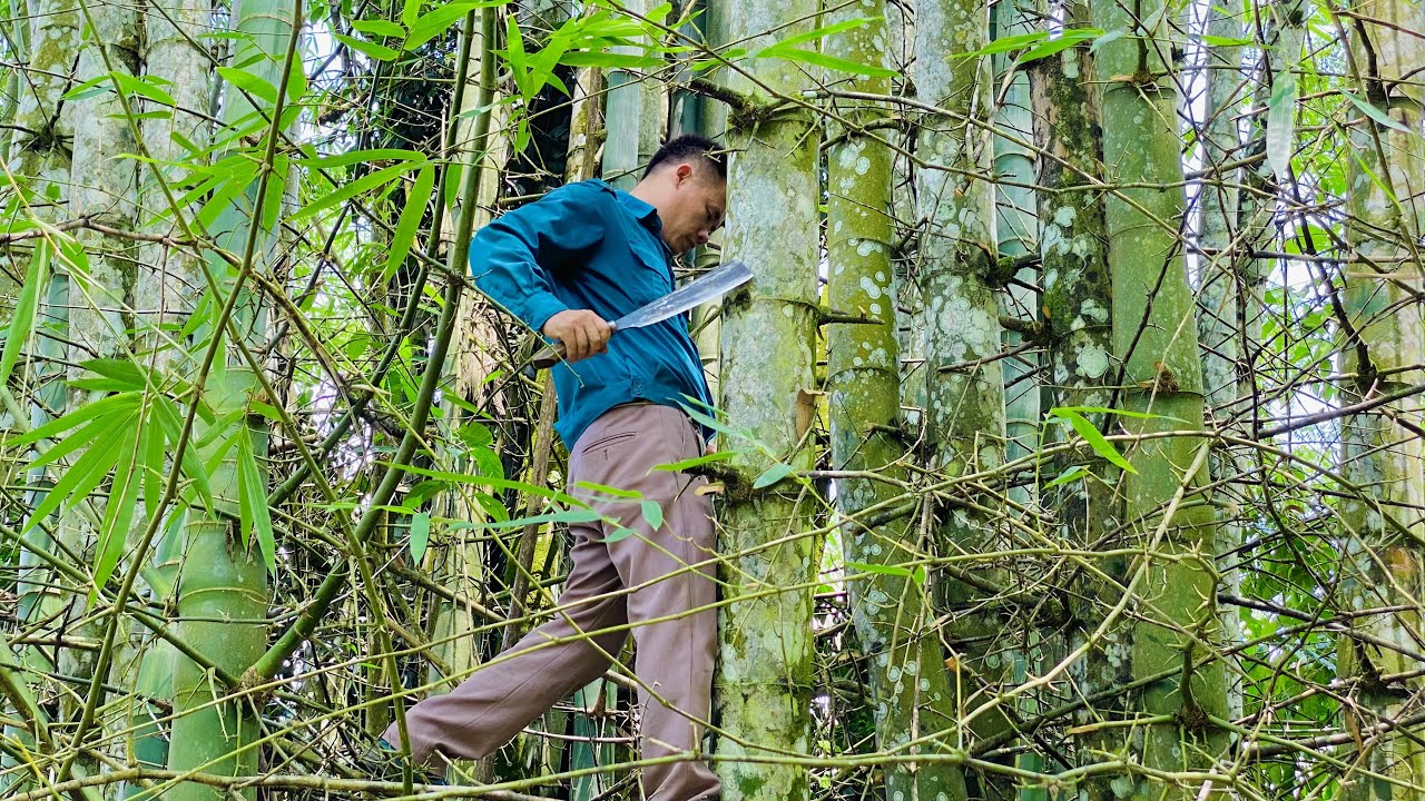 Amazing! Cut down a giant bamboo tree to make a farm gate | T Build ...