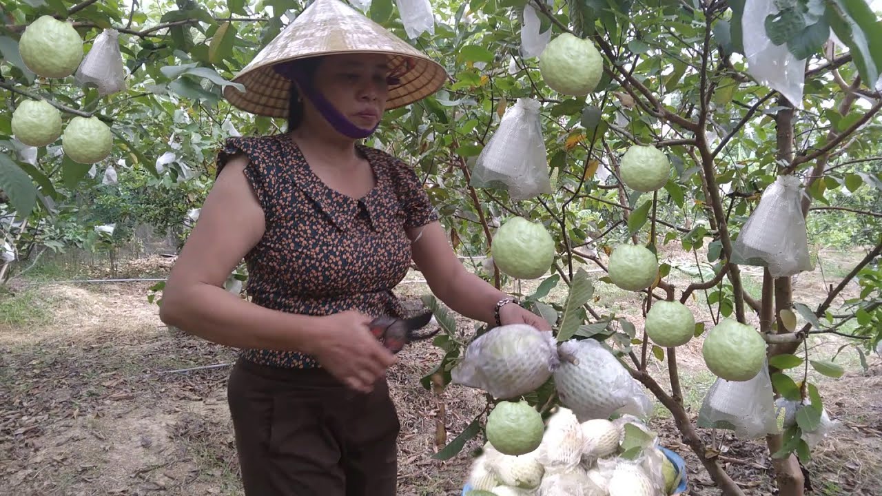 The garden is full of fruit and this is how I harvest and protect the ...