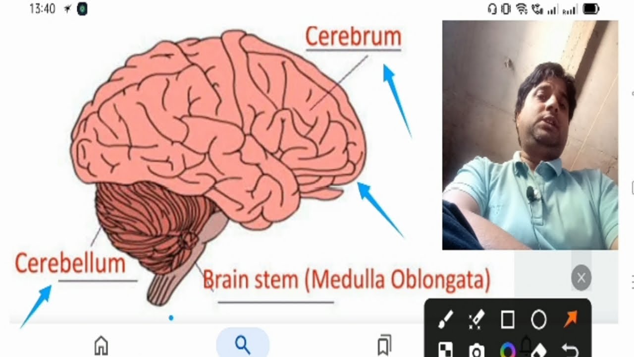 NERVOUS SYSTEM & ITS TYPE | HUMAN BRAIN & ITS FUNCTION | CONTROL AND CO ...
