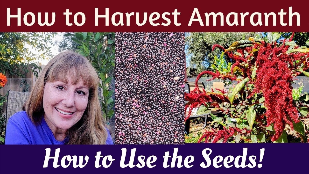 Harvest & Winnow Amaranth Seeds - So Many Great Uses! - YouTube