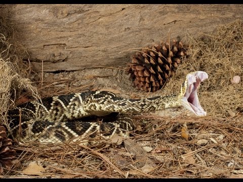 Redneck Rattlesnake Roundup ! - YouTube