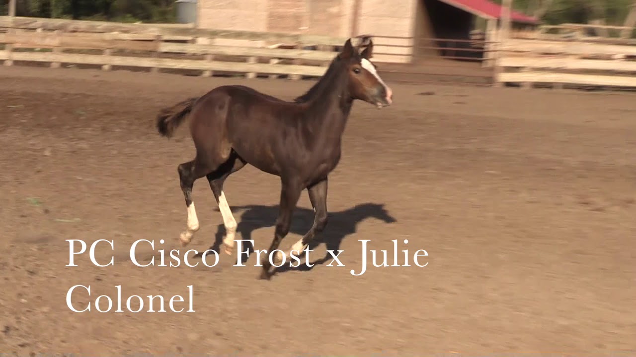 Lot 35 Cisco Joe Reed, 2018 smoky buckskin AQHA stallion - YouTube