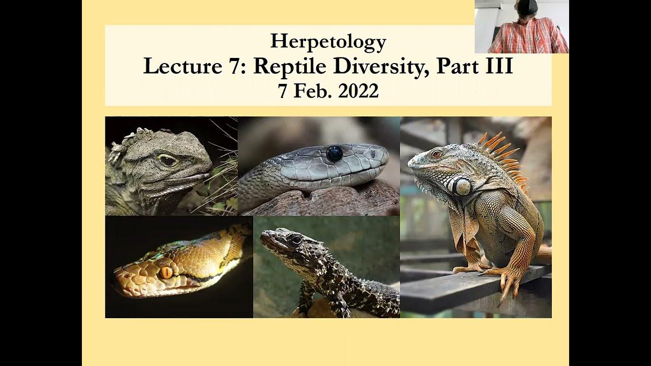 Herpetology Lecture 7 Feb. 2022 - YouTube
