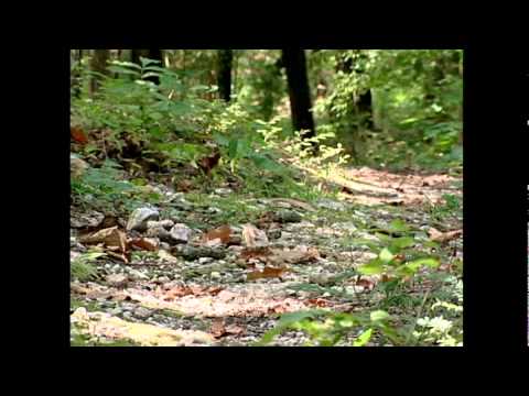 Pacolet River Heritage Preserve Field Trip - YouTube
