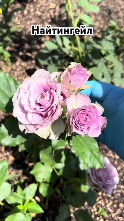 Найтингейл роза #розоваямечта #цветы #garden #розы #купитьрозы # ...