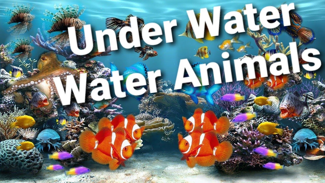 Under water | Water animals | marine life - sea turtles, seals, urchin ...