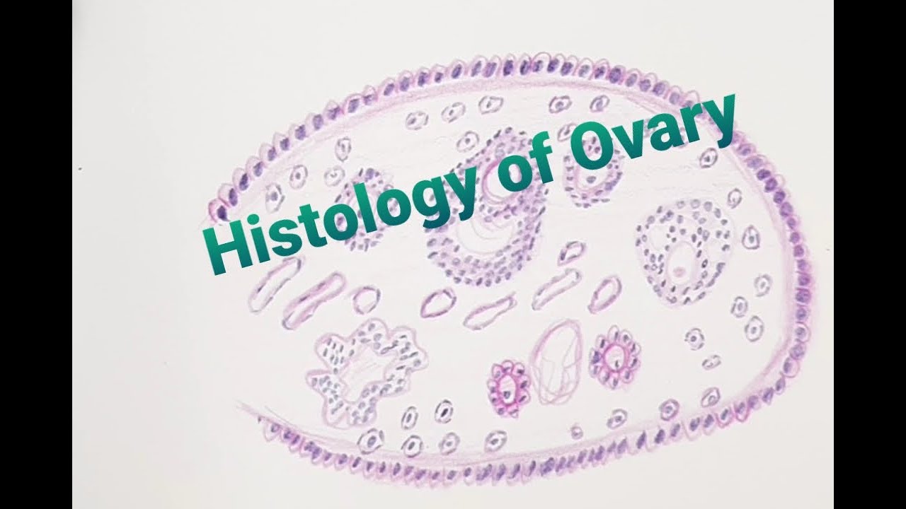 Histology drawing of Ovary with explanation, - YouTube