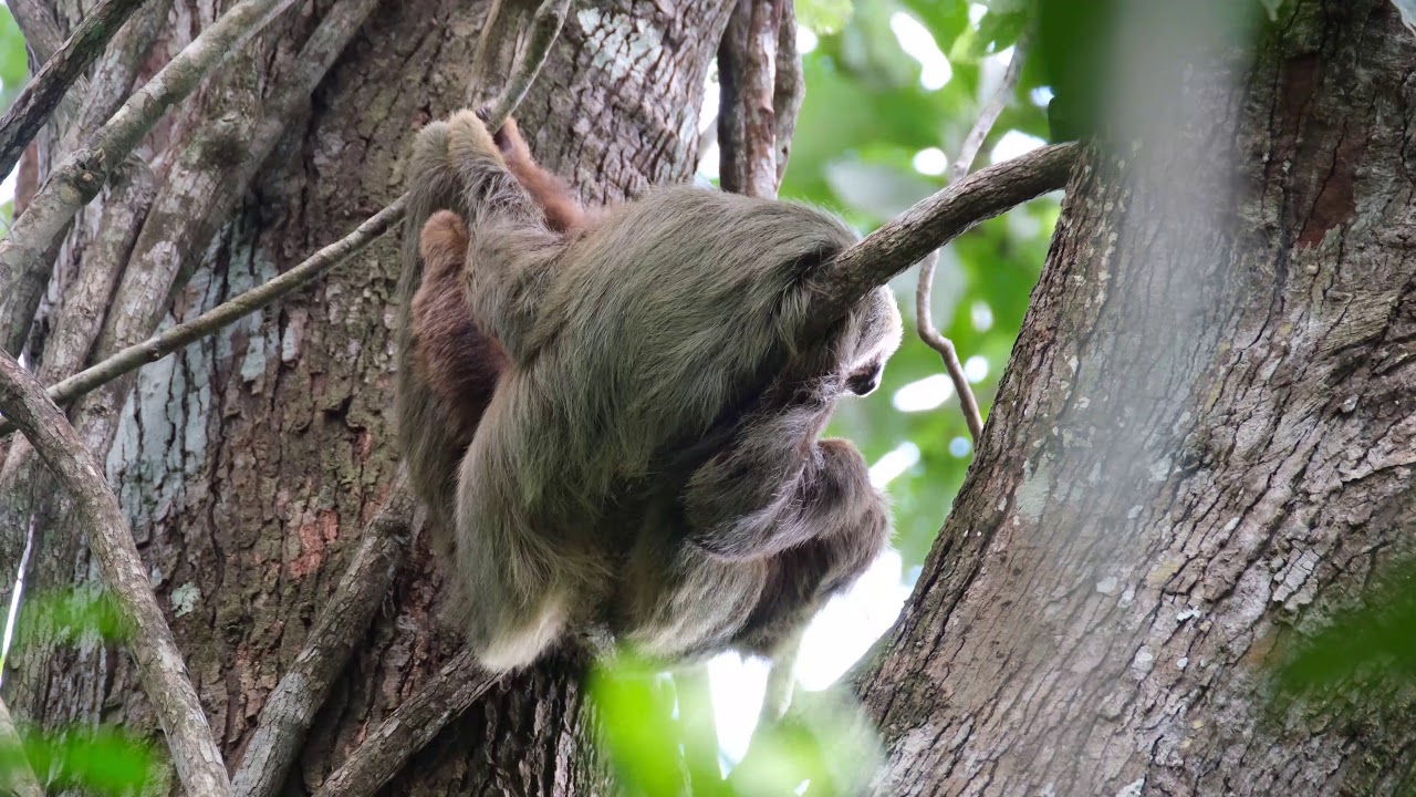 Mother and baby sloth - YouTube