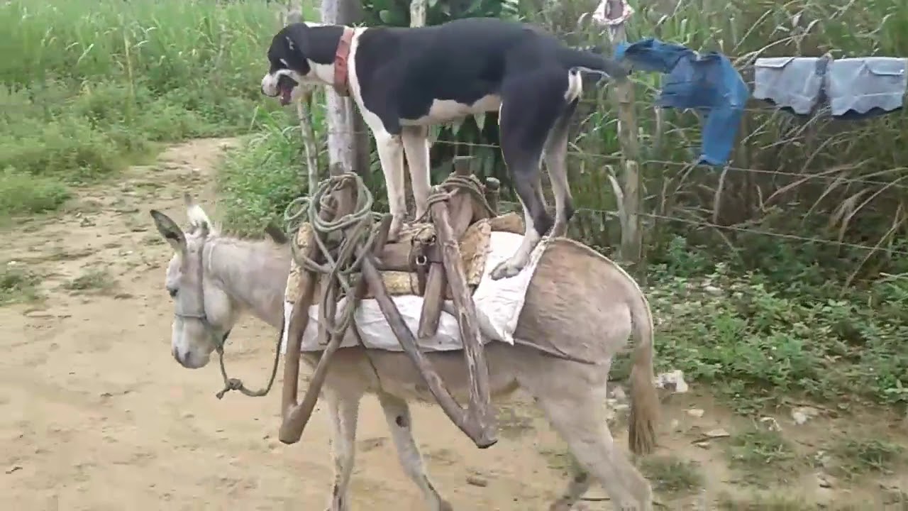 A dog riding a donkey - YouTube