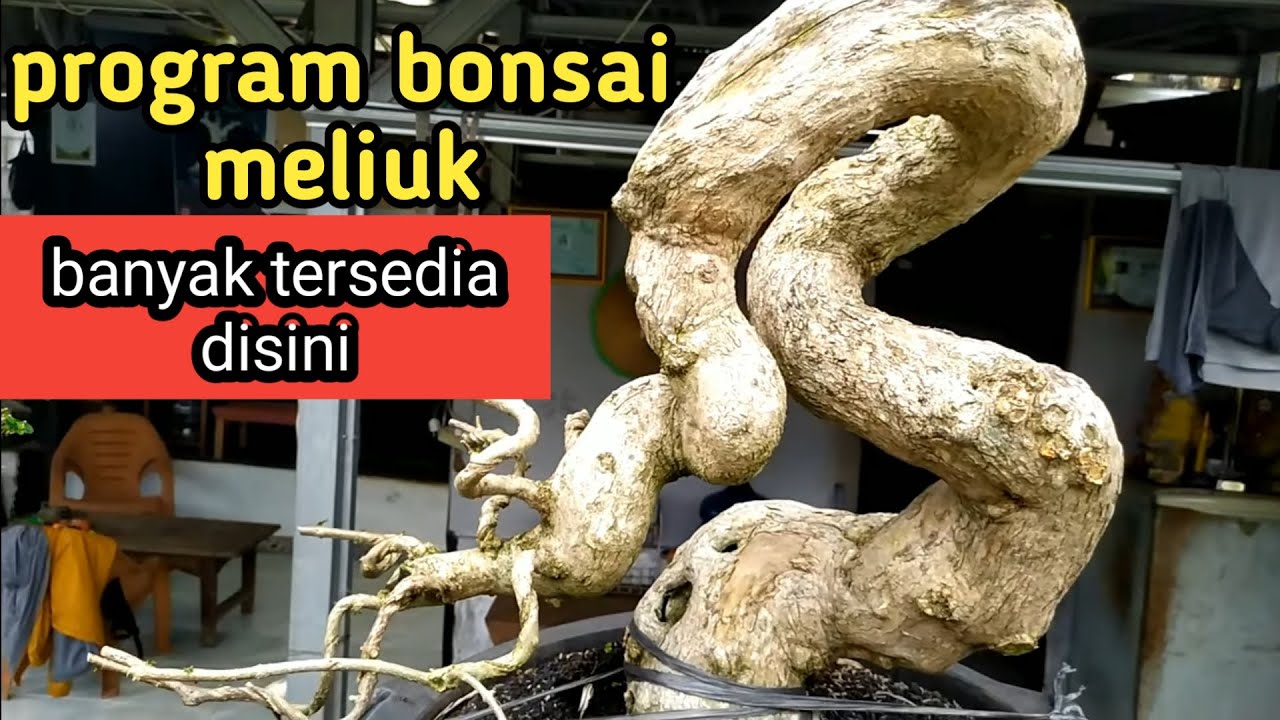 Bonsai Meliuk ekstrim ada banyak di stand ini - YouTube