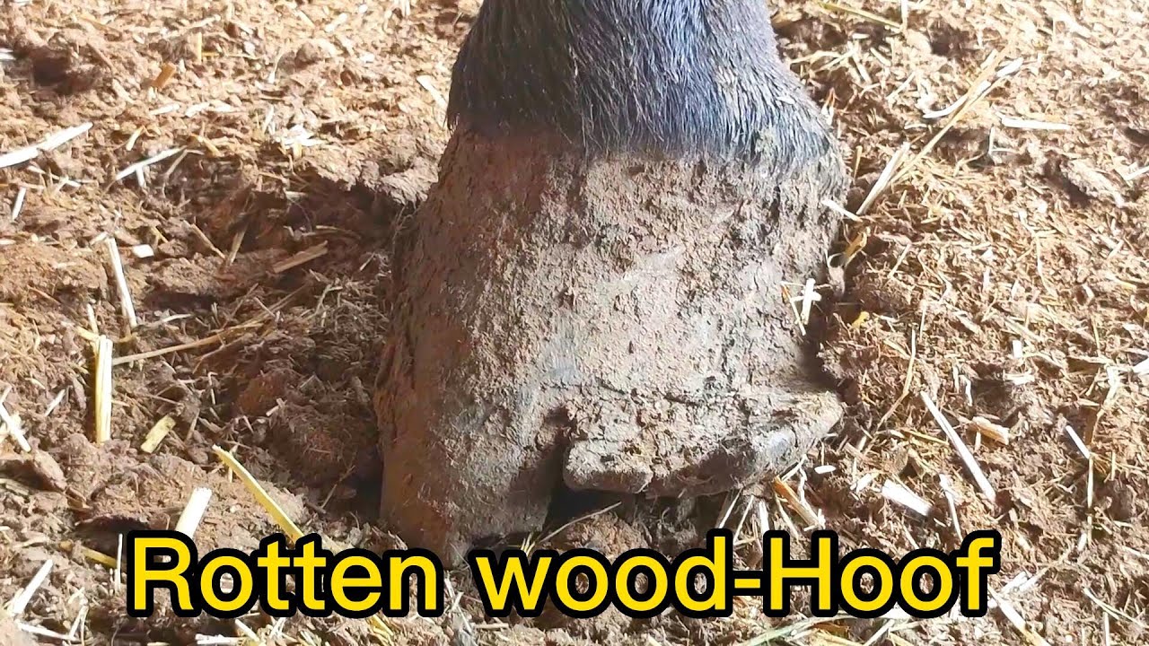 Hoof is like rotten wood or tree ~ Cut the donkey's hoof and repair it ...