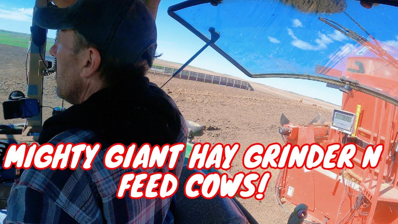 Mighty Giant Hay Grinding N Feed The Cows - YouTube