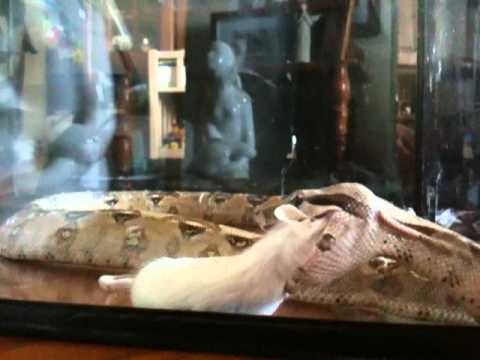 Boa Constrictor Snake Eating Mouse Dinner - YouTube