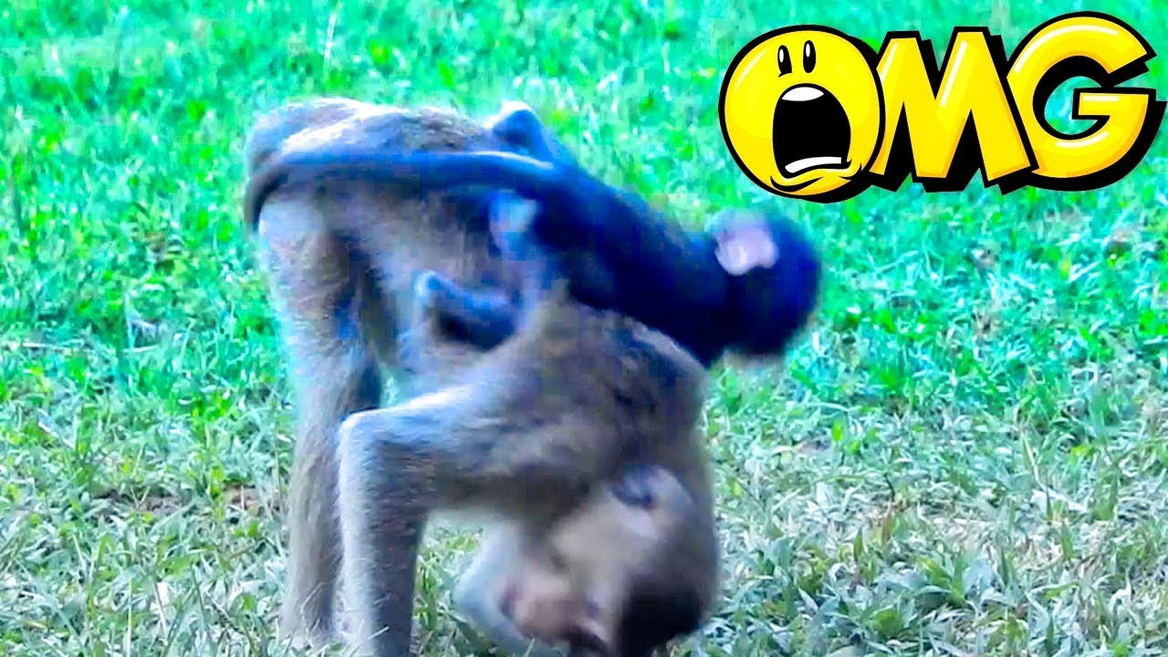 WOW! Why Hate Baby Monkey, Don't Hit Me Mother and Brother - YouTube