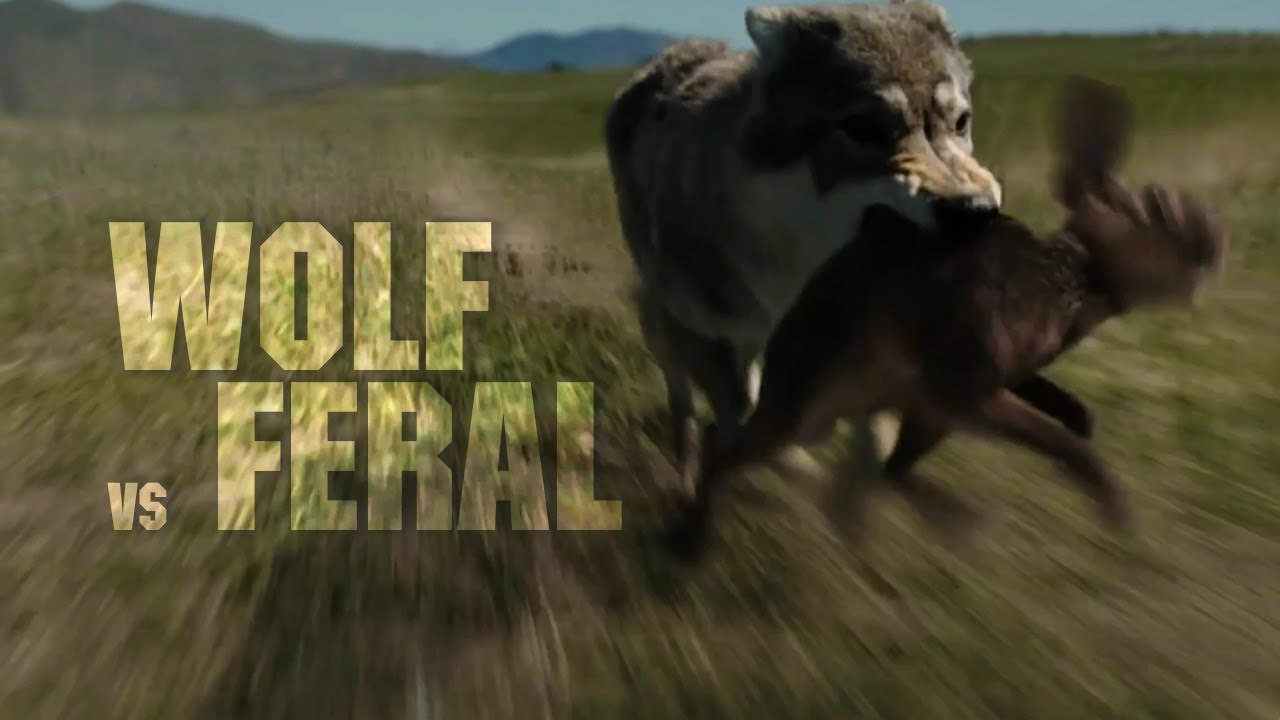 Wolf Vs Predator | Prey 2022 - YouTube