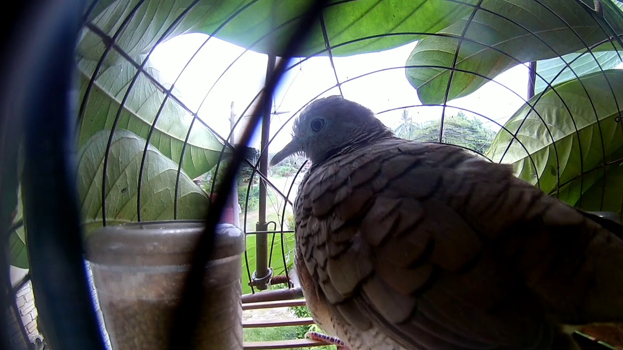 Burung Merbok meratus kerok - YouTube