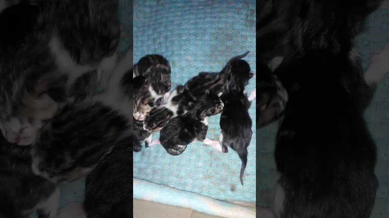 Gatitos de Luna un día de nacidos - YouTube