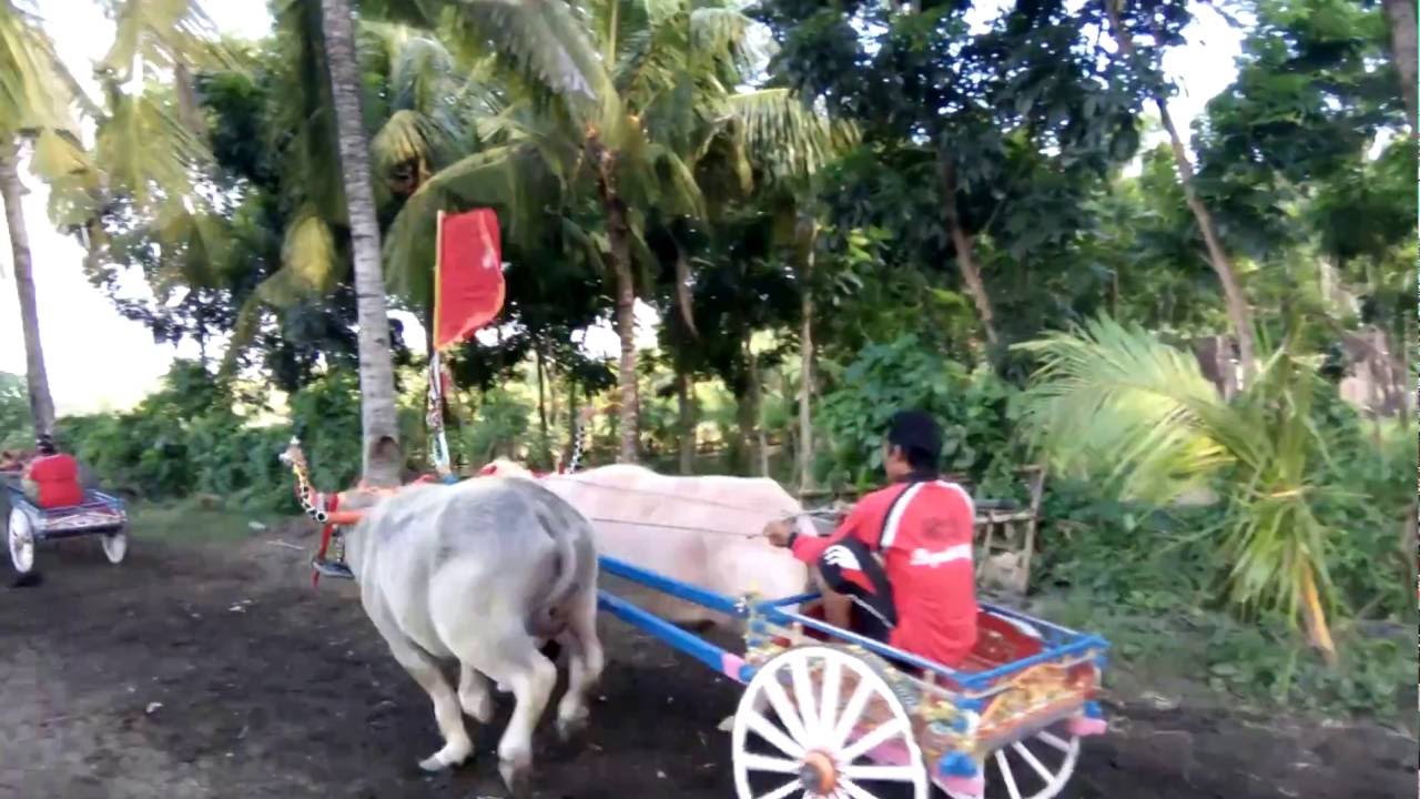 mekepung (bufallo race) camera oleh ketut adi santiko - YouTube