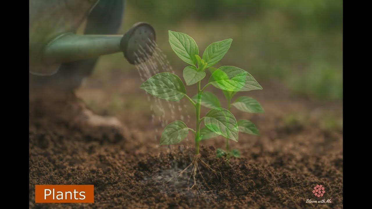 🌱 Let’s Explore the Amazing World of Plants – For Kids! 🌼 - YouTube