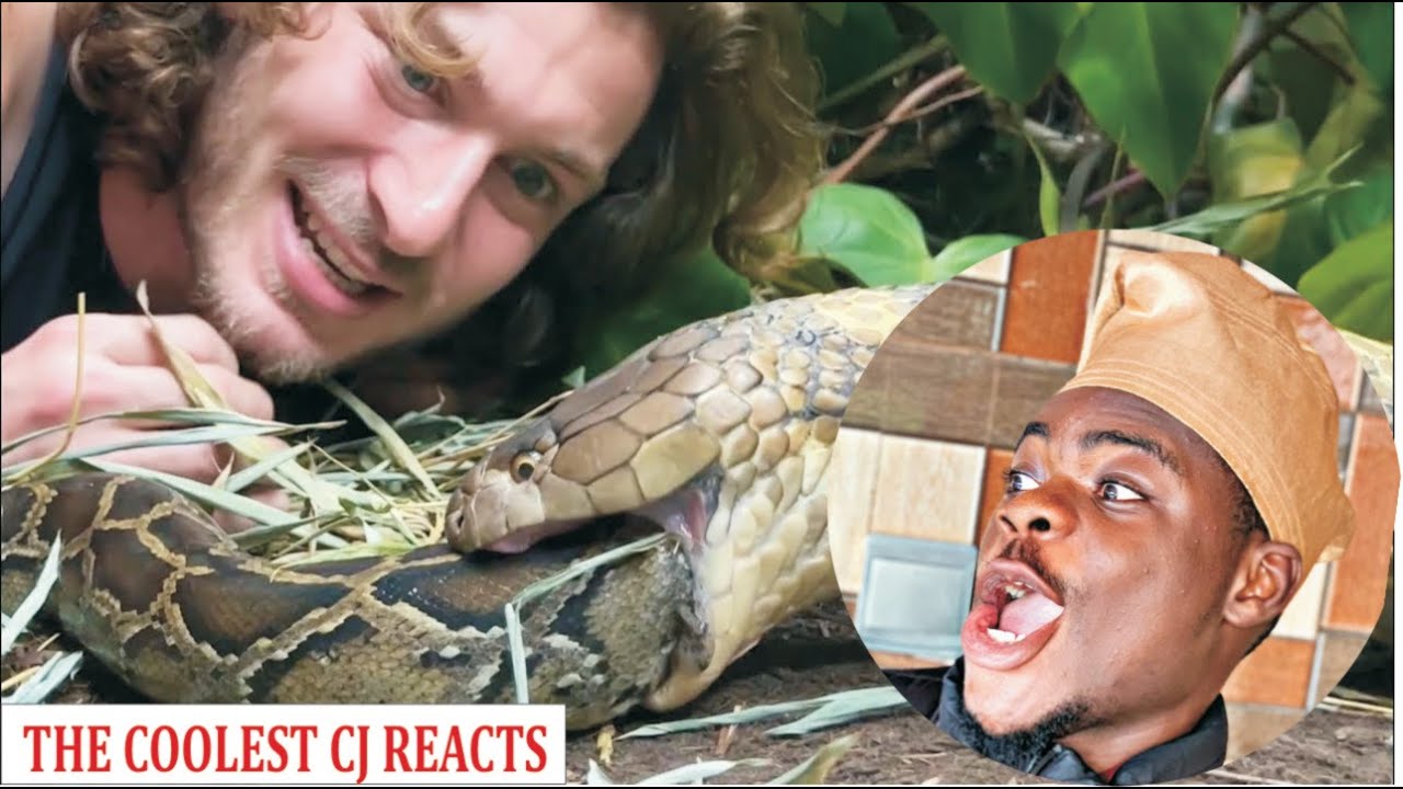 CJ REACTS to Massive King Cobra EATS Python @ChandlersWildLife #chandlerswildlife - YouTube