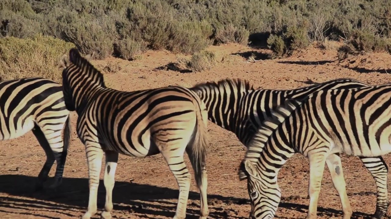 Amazing nature: All Things Animal - YouTube