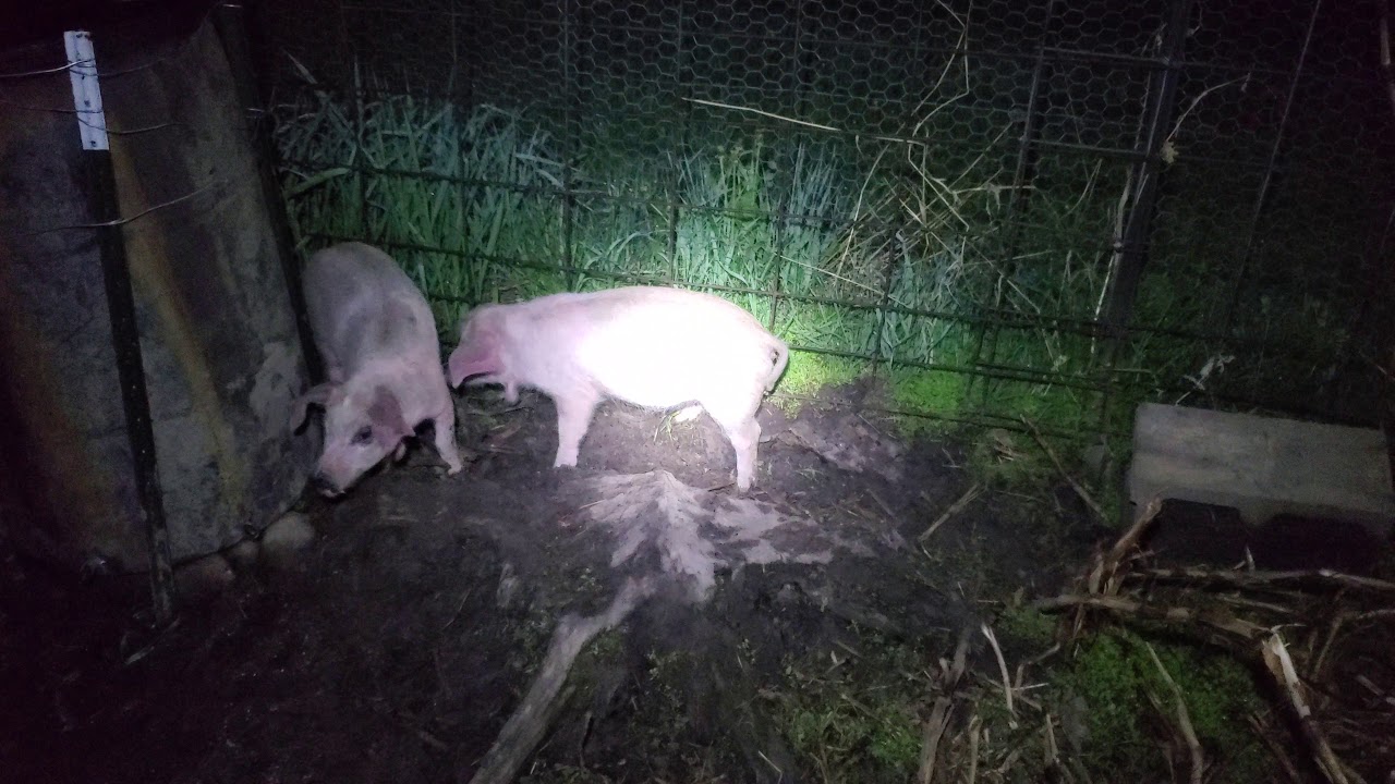 pig Emergency in the middle of the night on the homestead - YouTube