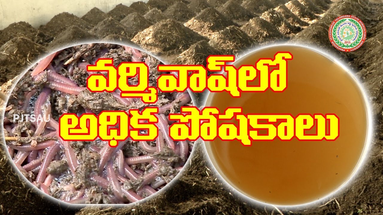 Vermi wash Preparation - Farmer level ll PJTSAU ll - YouTube