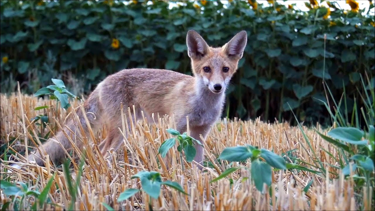 Little fox & Big fox in the Wild - we'll see them before nightfall ...