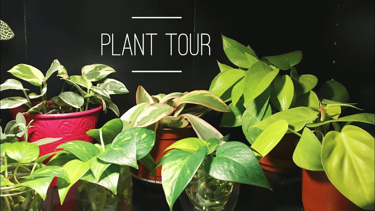 Plant tour - YouTube