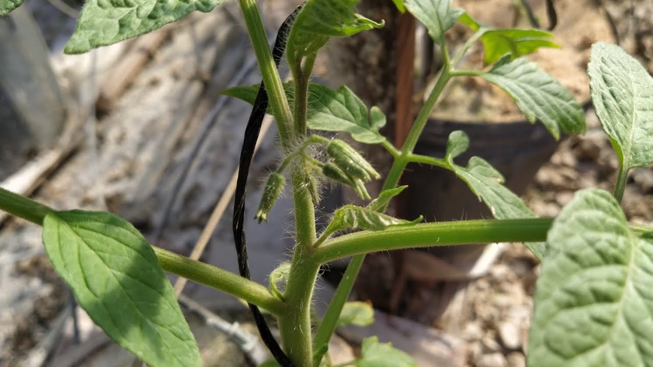 Muda de tomate plantada deitada dá certo? - YouTube
