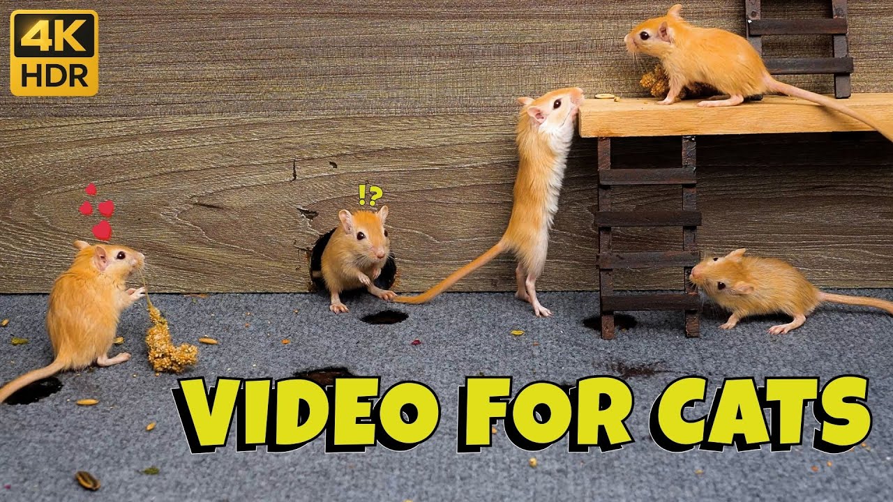 Cat TV 😺 Mice Hide and Seek, Peekaboo & Ladder-Climb Fun | 8 Hours 4K ...