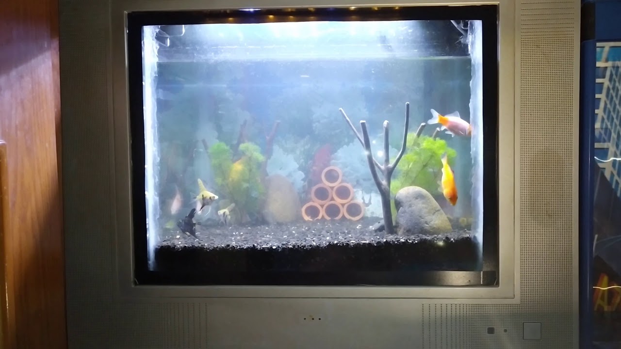 Aquarium Tv #Felling Good - YouTube