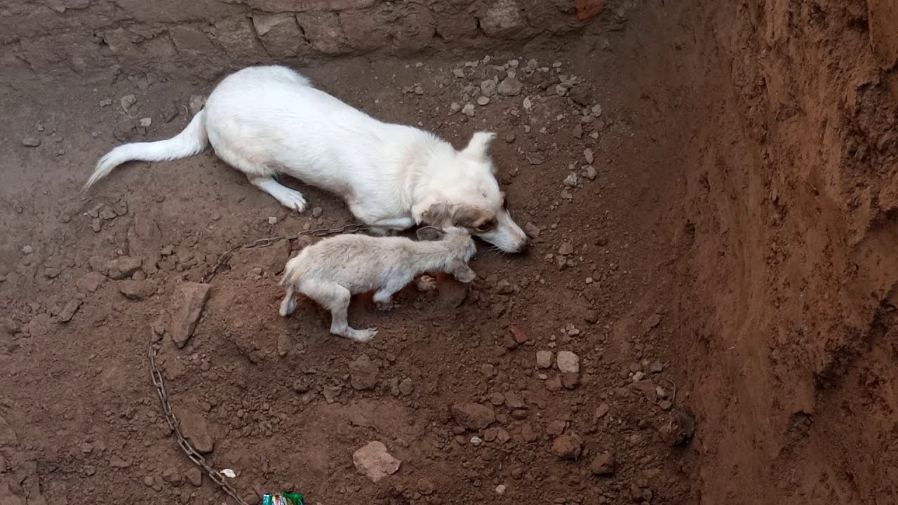 mouse vs dog - YouTube