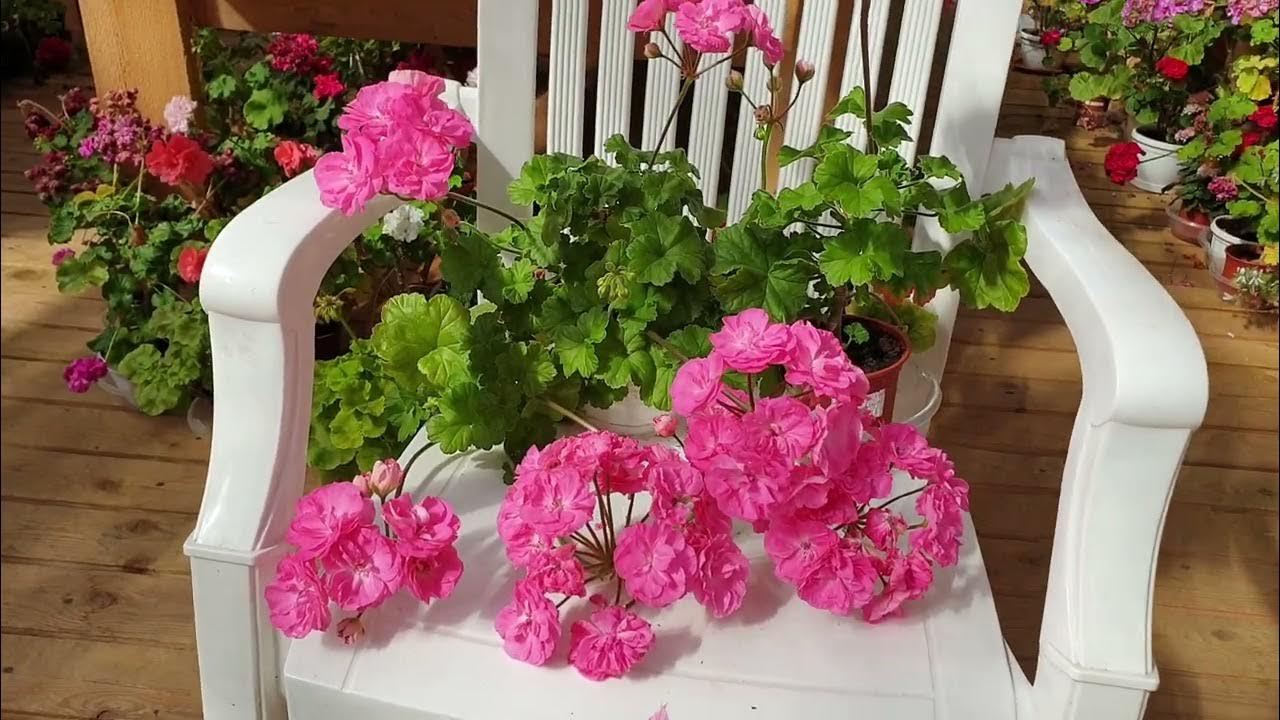 ЮВ Королевский Шиповник - YouTube