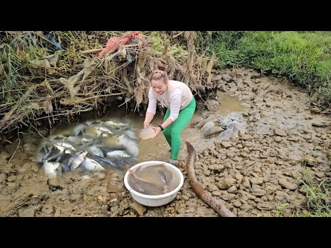 Top video: techniques to use fish suction pumps, unique fish traps and ...