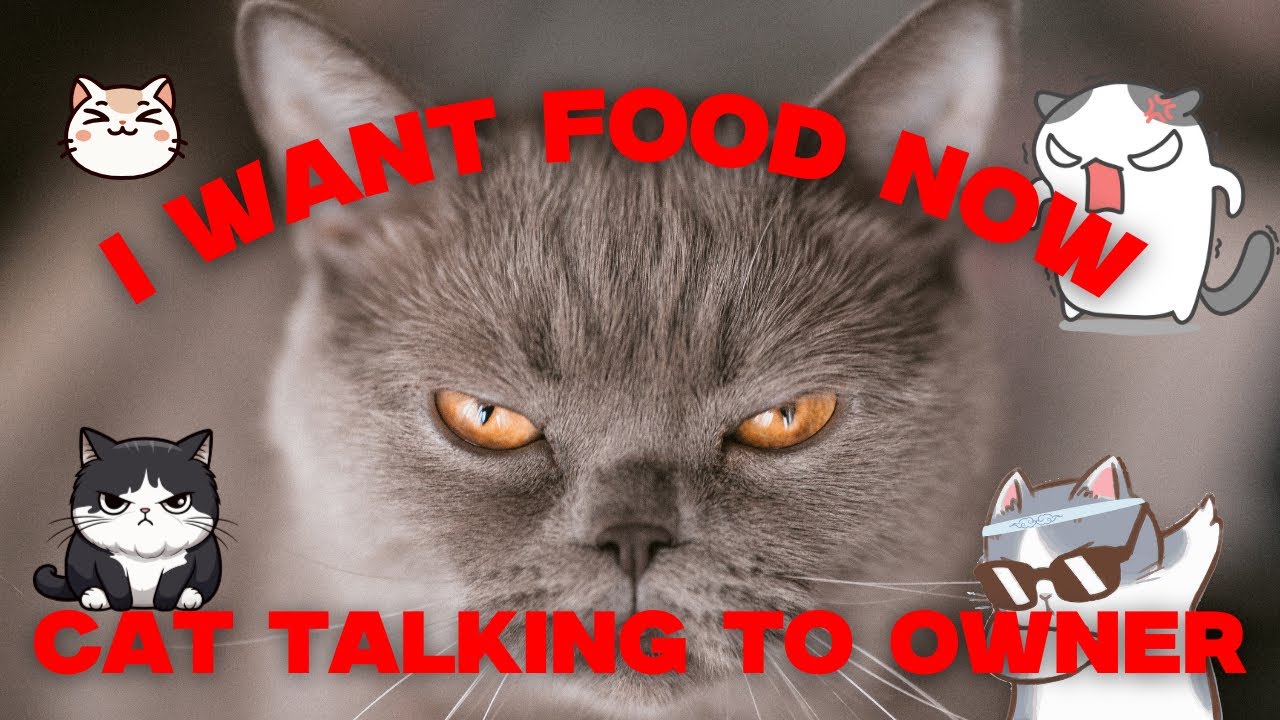 Cat Talking to Owner - Funny Cat Videos Compilation - YouTube