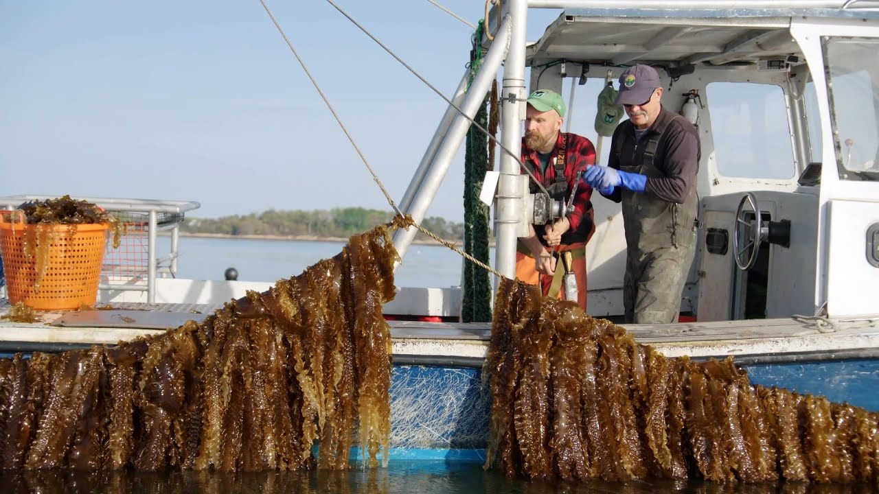 Can we restore our seas through ocean farming? - YouTube