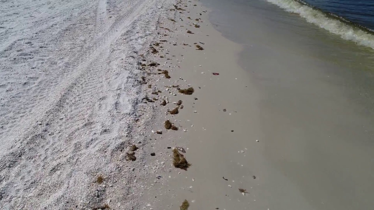 Red Tide Affecting Florida - Clam Pass Beach 1 - YouTube