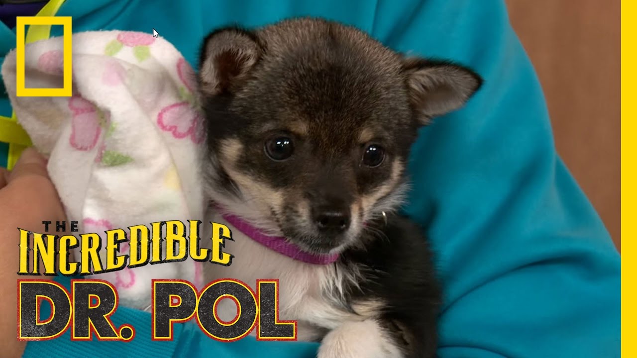 Can’t Keep a Good Pup Down | The Incredible Dr. Pol - YouTube